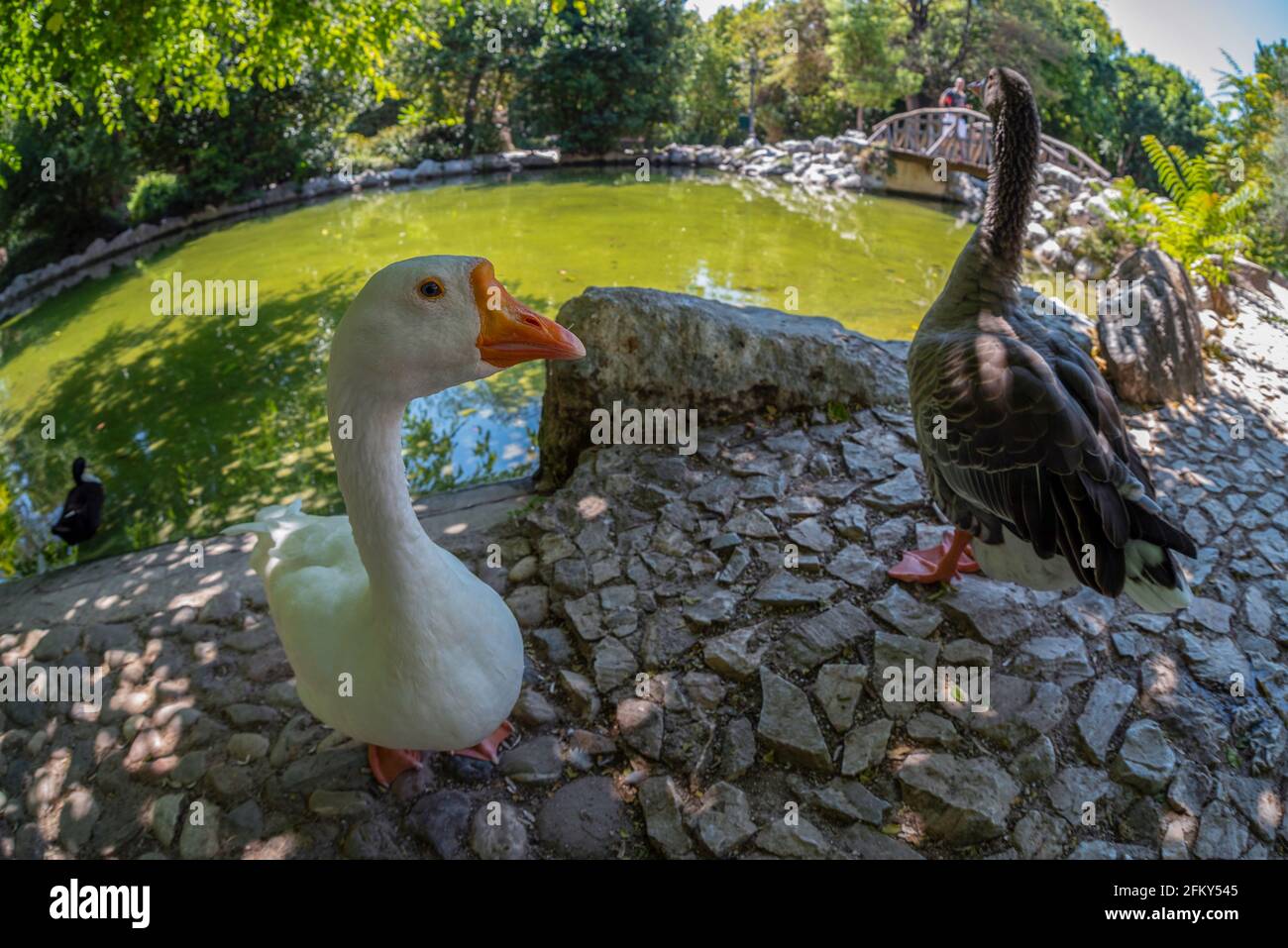White duck is posing at the small artificial lake in the National ...
