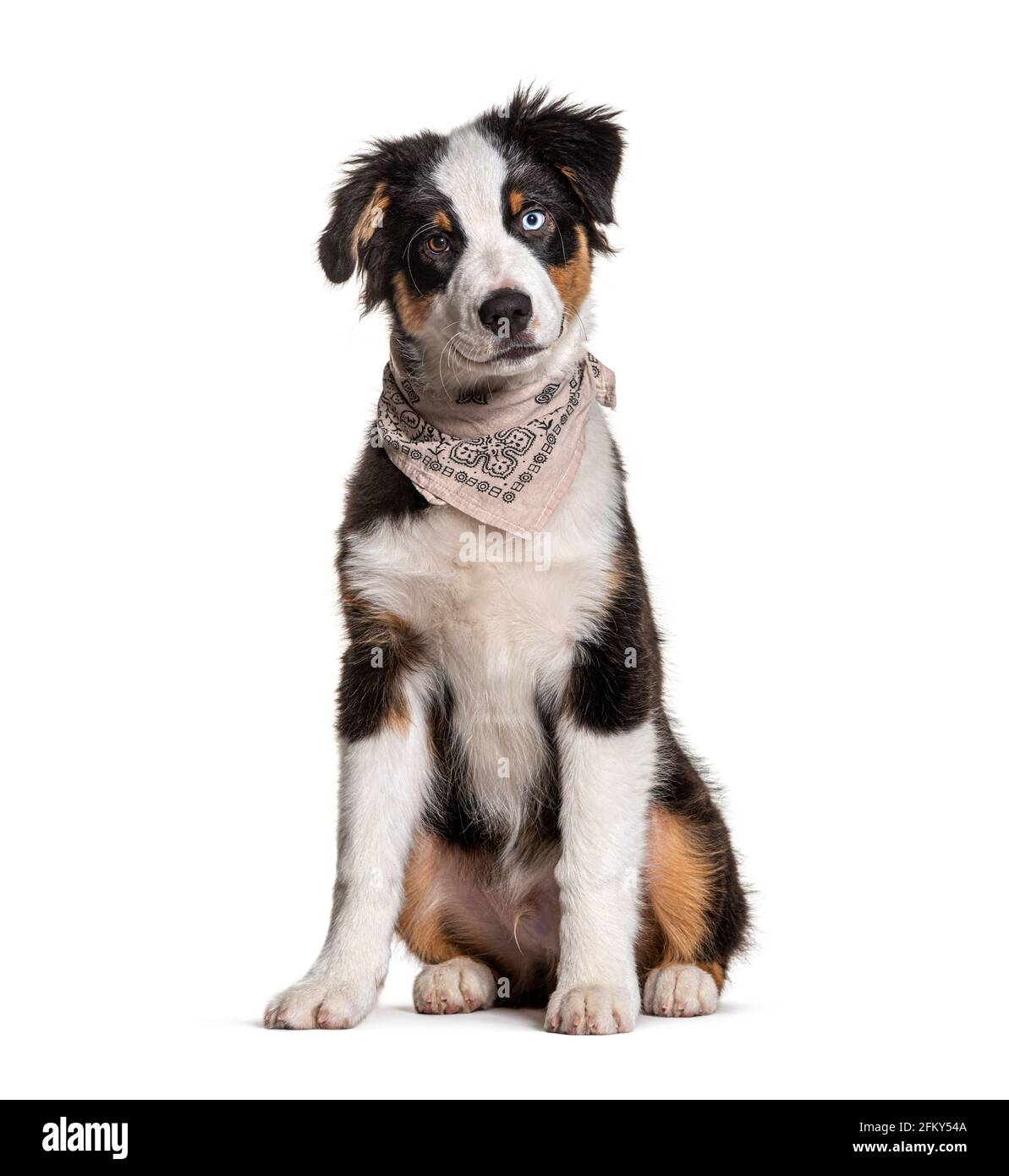 Odd-eyed australian Shepherd wearing a scarf dog Stock Photo - Alamy