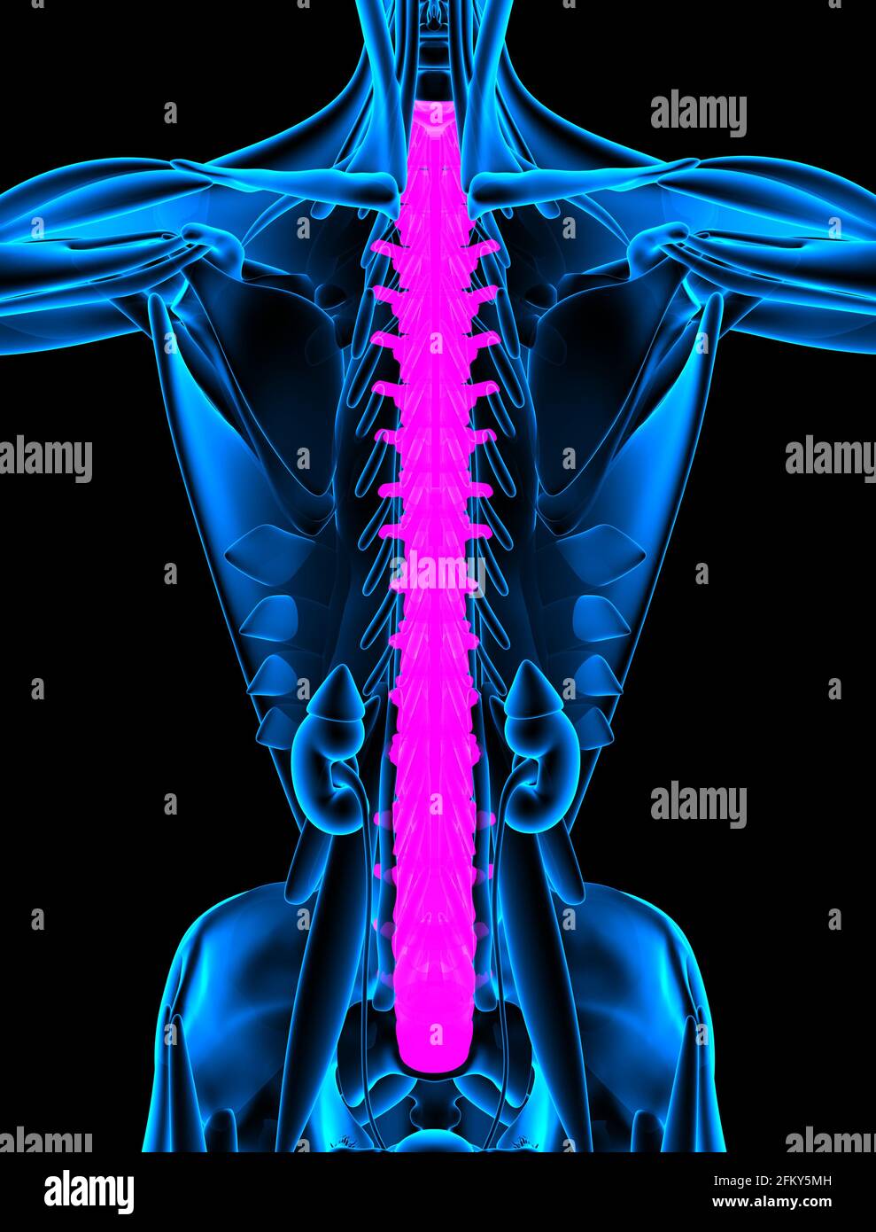 Vertebral Column rear view x-ray. 3d rendering Stock Photo - Alamy