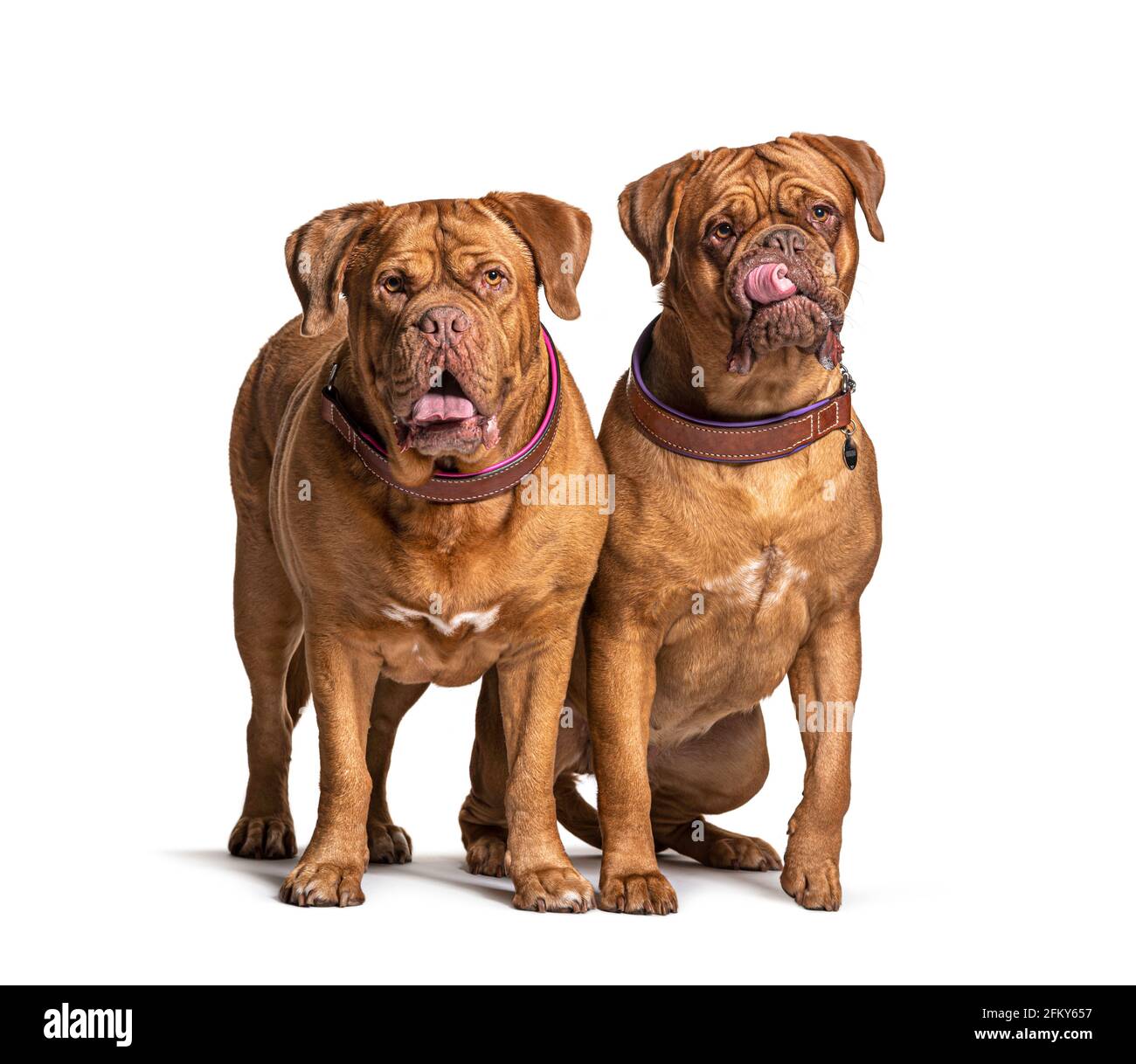 How Long Do Dogue De Bordeaux Grow