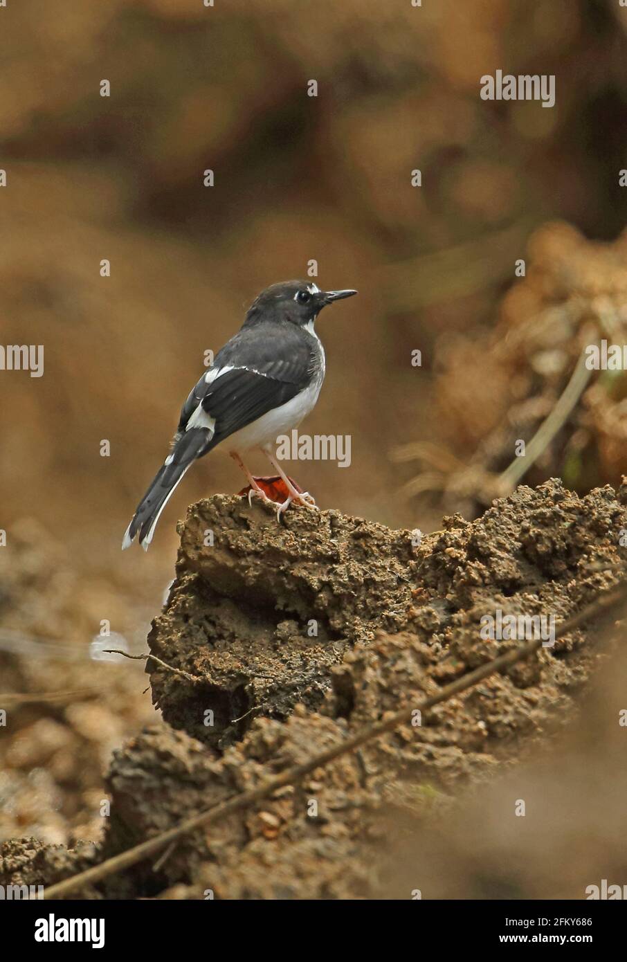 Sunda Forktail (Enicurus velatus sumatranus) adult male standing on ...