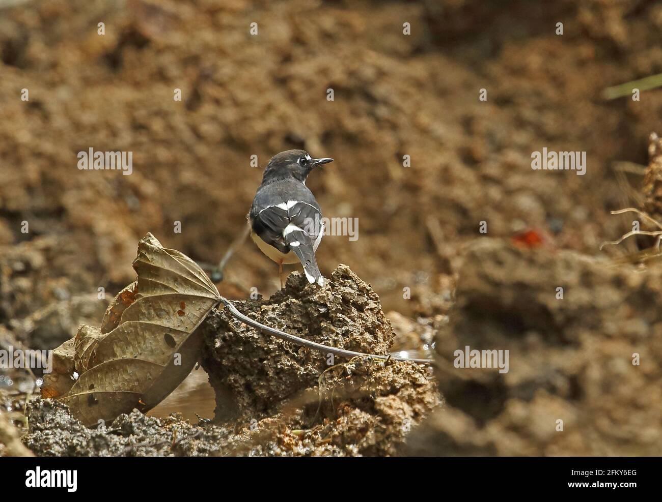 Sunda Forktail (Enicurus velatus sumatranus) adult male standing on ...