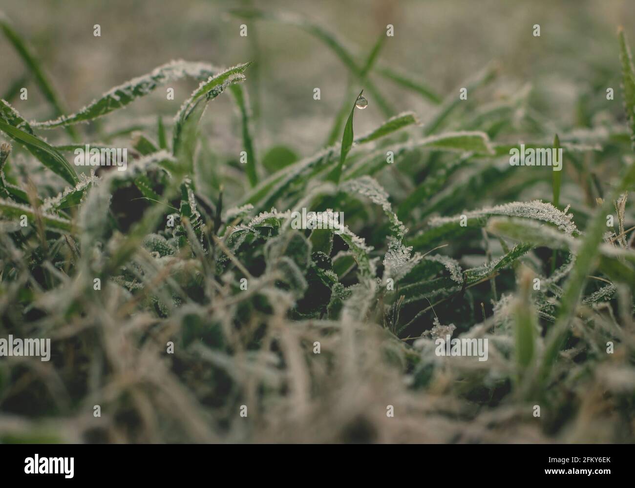Crystal grass hi-res stock photography and images - Alamy