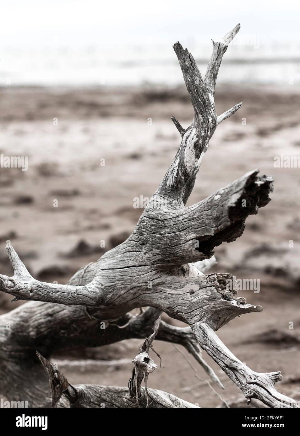 dead tree trunk in the coast Stock Photo - Alamy