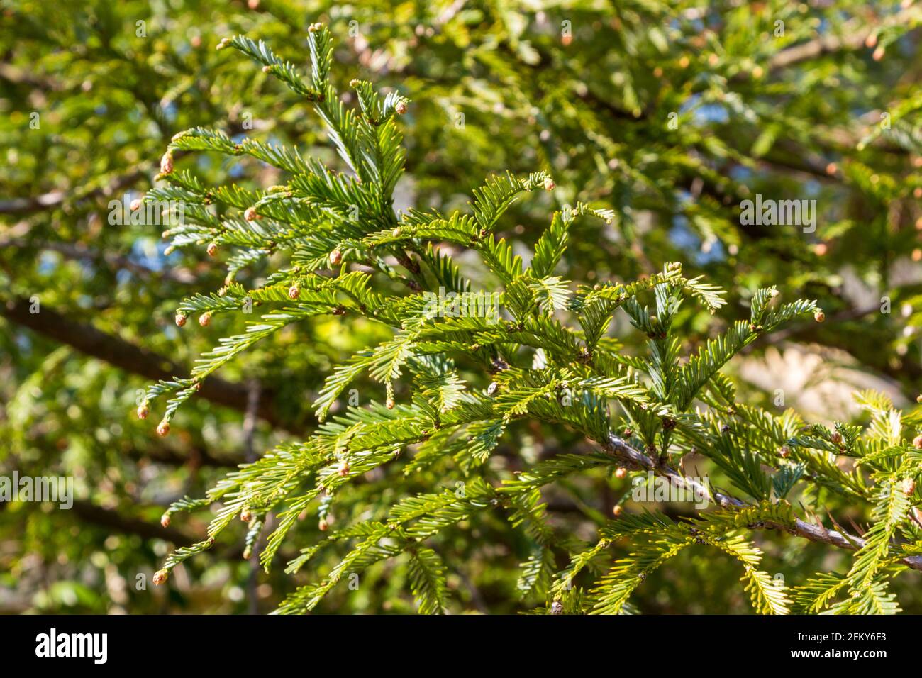 Sequoia tree branch hi-res stock photography and images - Alamy