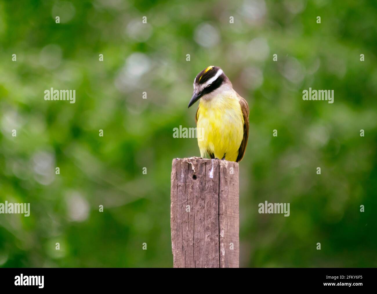 beautiful yellow bird on a post Stock Photo - Alamy