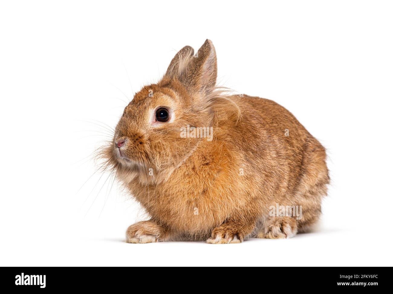 Red rabbit isolated on white Stock Photo - Alamy