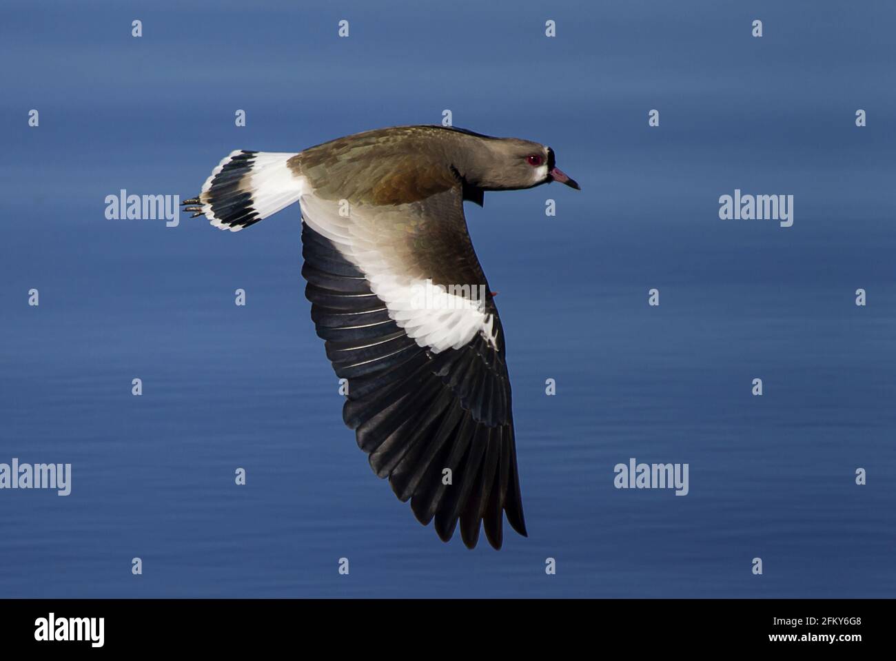Southern Lapwing bird flying Stock Photo - Alamy