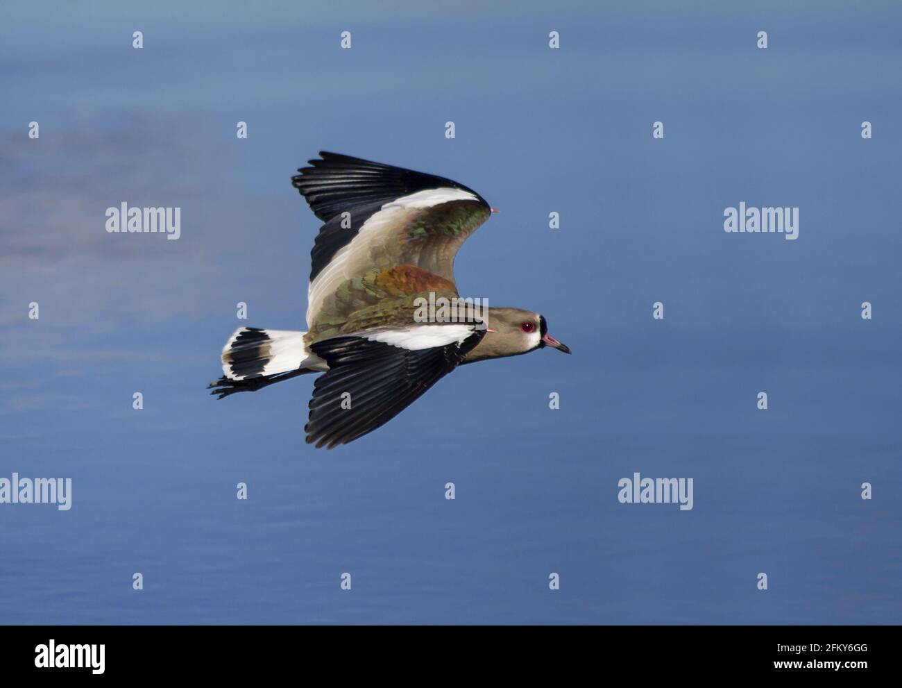 Lapwing eye hi-res stock photography and images - Alamy