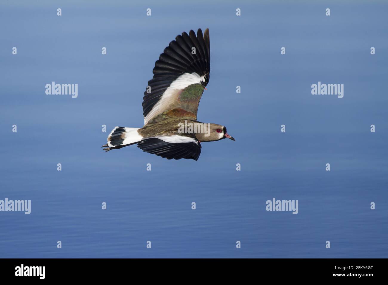 Southern Lapwing bird flying Stock Photo - Alamy