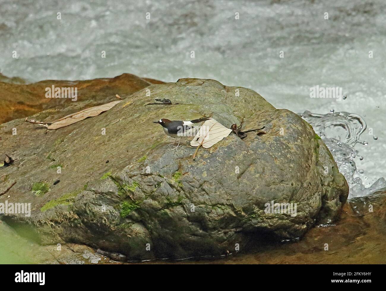 Sunda Forktail (Enicurus velatus sumatranus) adult female standing on ...