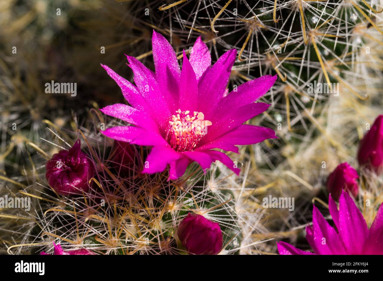 Close Up Of Flowering Spiny Pincushion Cactus Mammillaria Spinosissima
