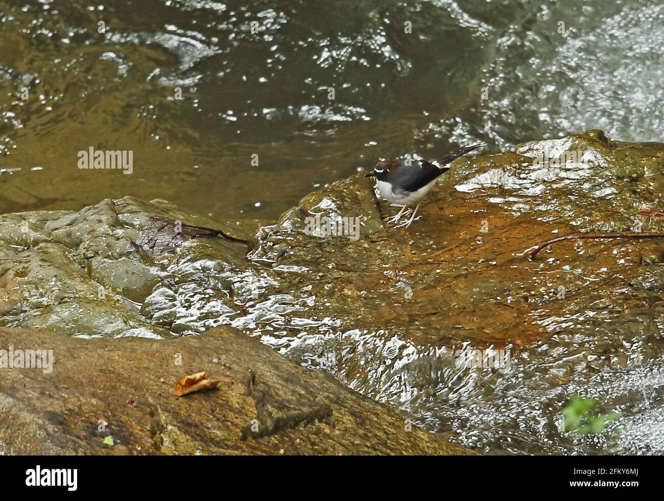 Sunda Forktail (Enicurus velatus sumatranus) adult female standing on ...