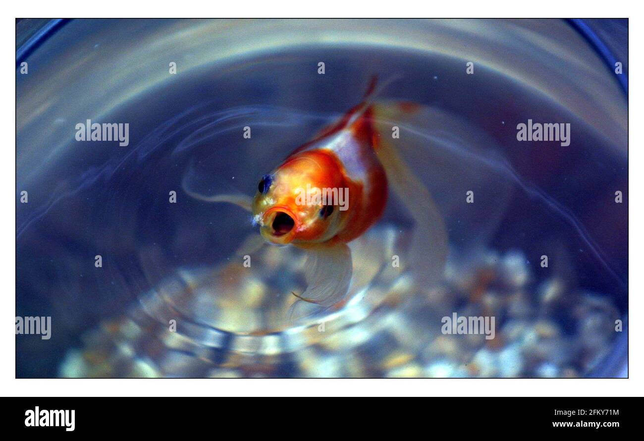 LUCKY the Goldfish Aug 2001who was happily reunited with his owner ...