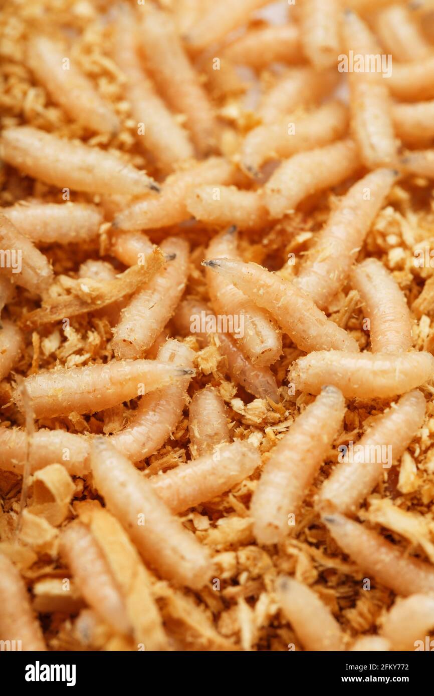 Fly larvae close-up as bait for fishing and medicine. Full screen ...