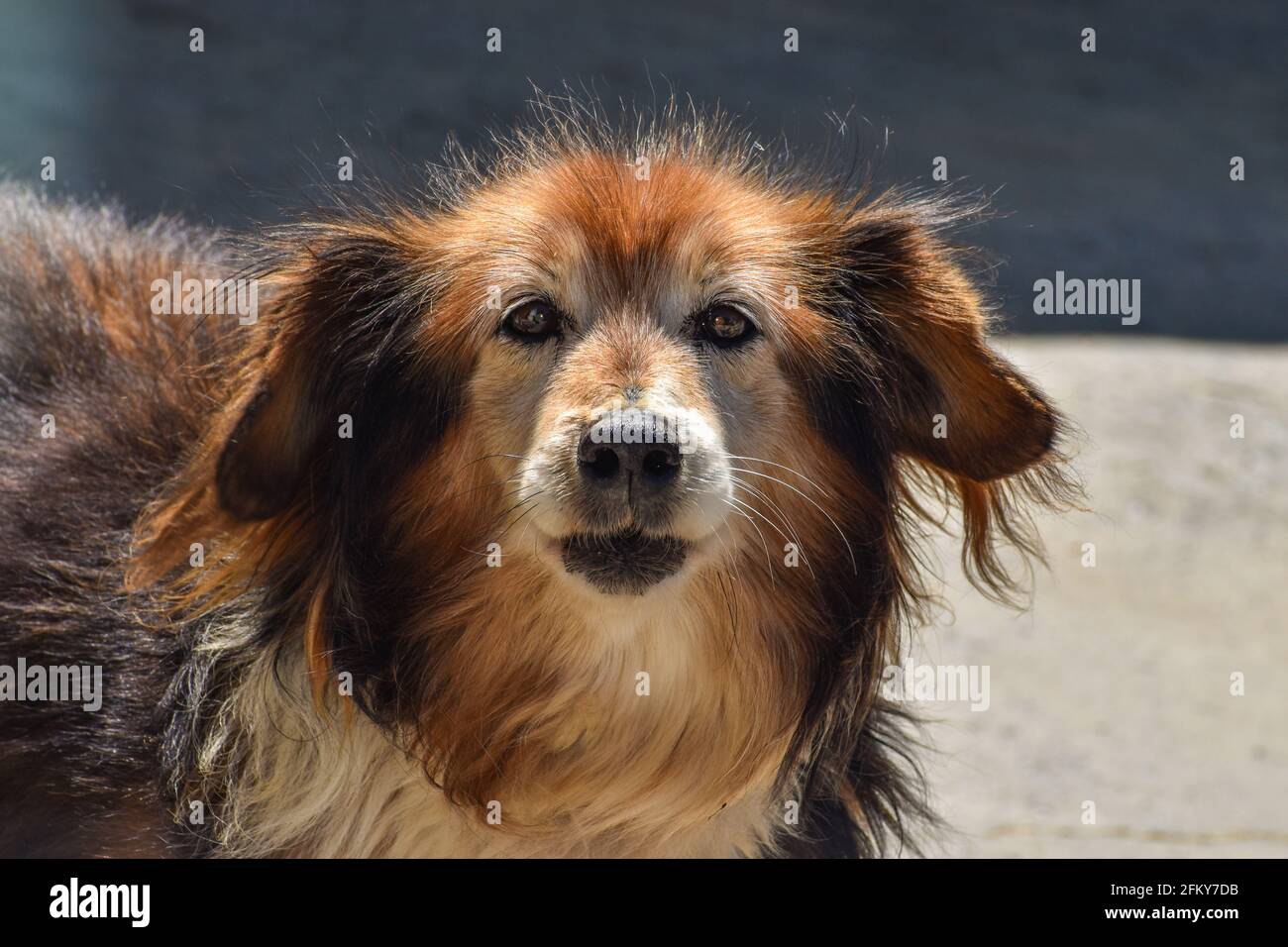 Closeup shot of a cute fluffy terrier dog Stock Photo - Alamy