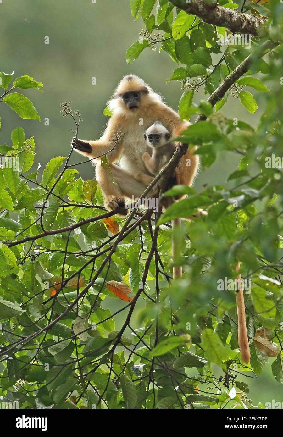 Black-crested Sumatran Langur (Presbytis melalophos) adult female with ...