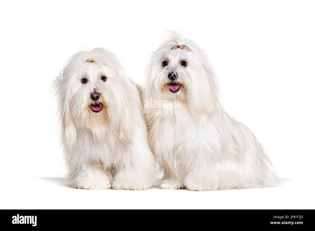 Two Coton de Tulear dogs, isolated on white Stock Photo - Alamy