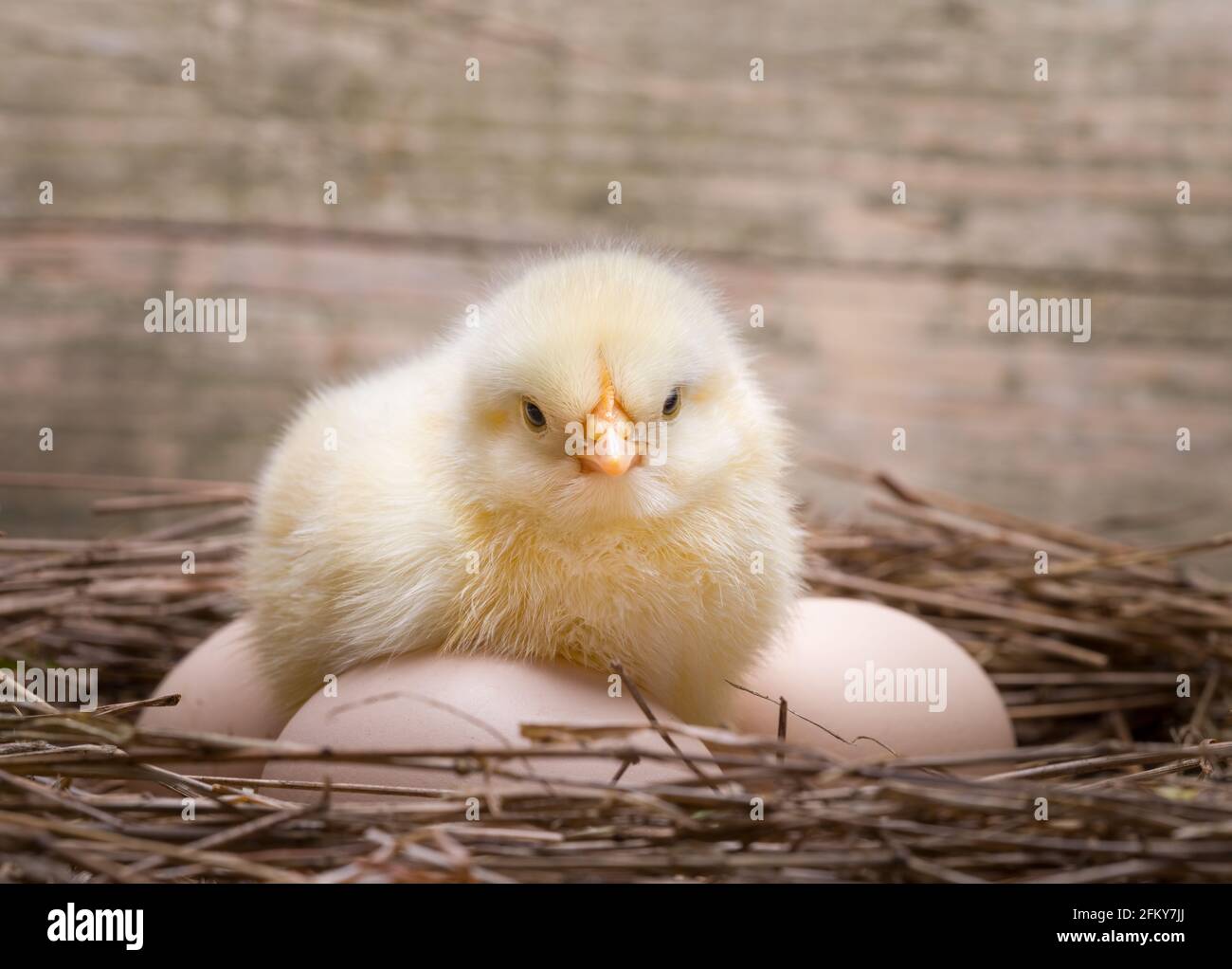 Yellow newborn chick on egg Stock Photo - Alamy