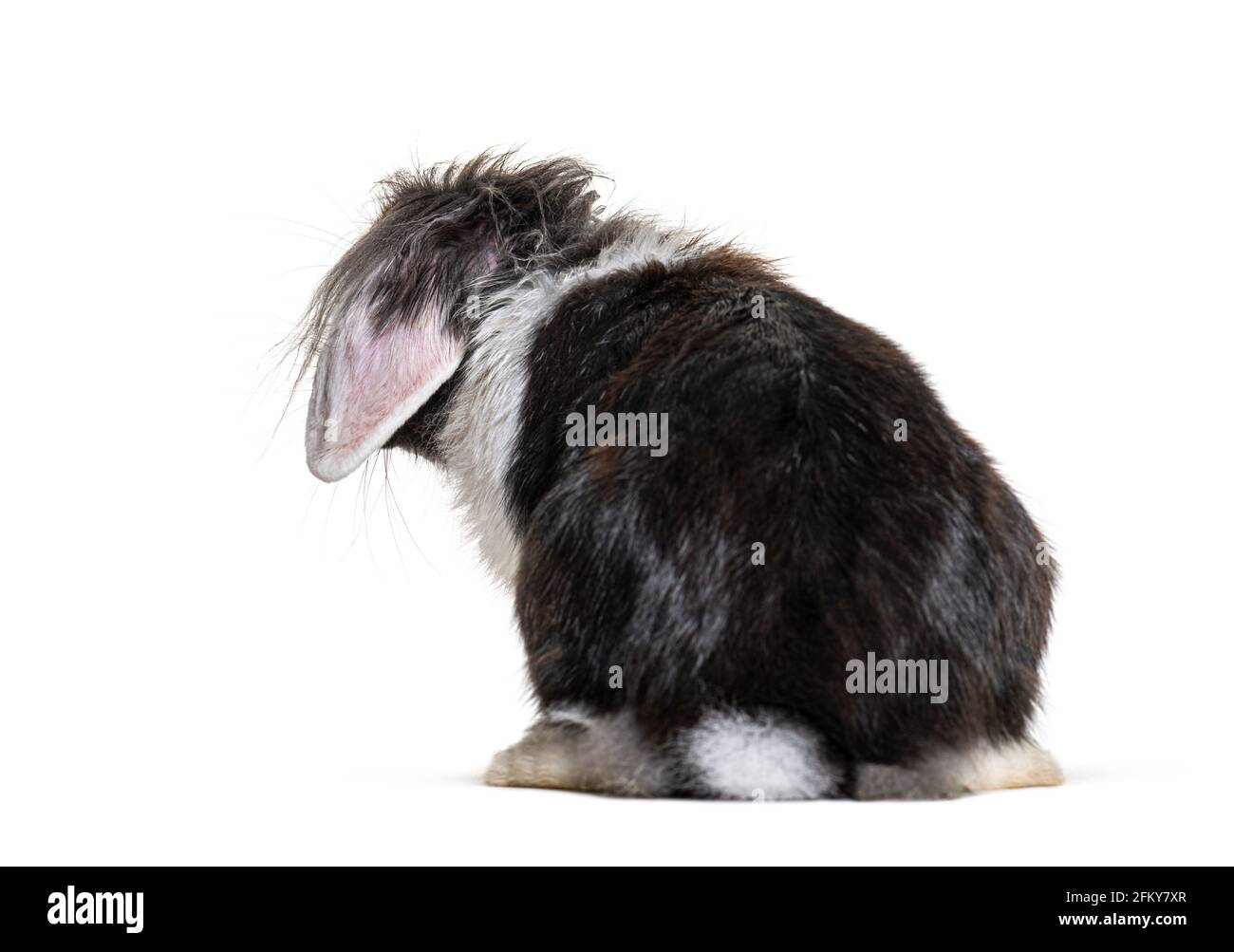 Shaggy Back view of a Black and white Lop Rabbit, isolated on white ...