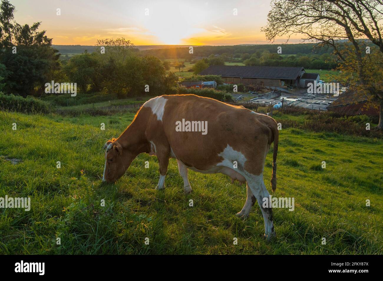 Red-and-white Cow (Bos taurus) in a hill country in Viroinval, Belgium ...
