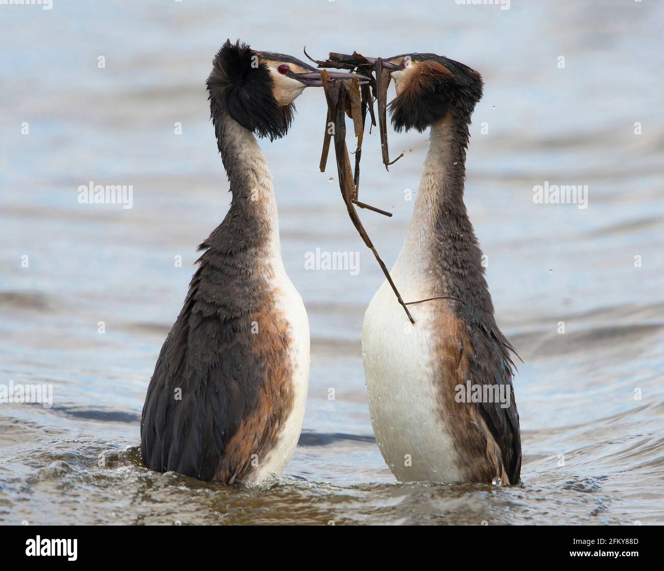 Weed eater hi-res stock photography and images - Alamy