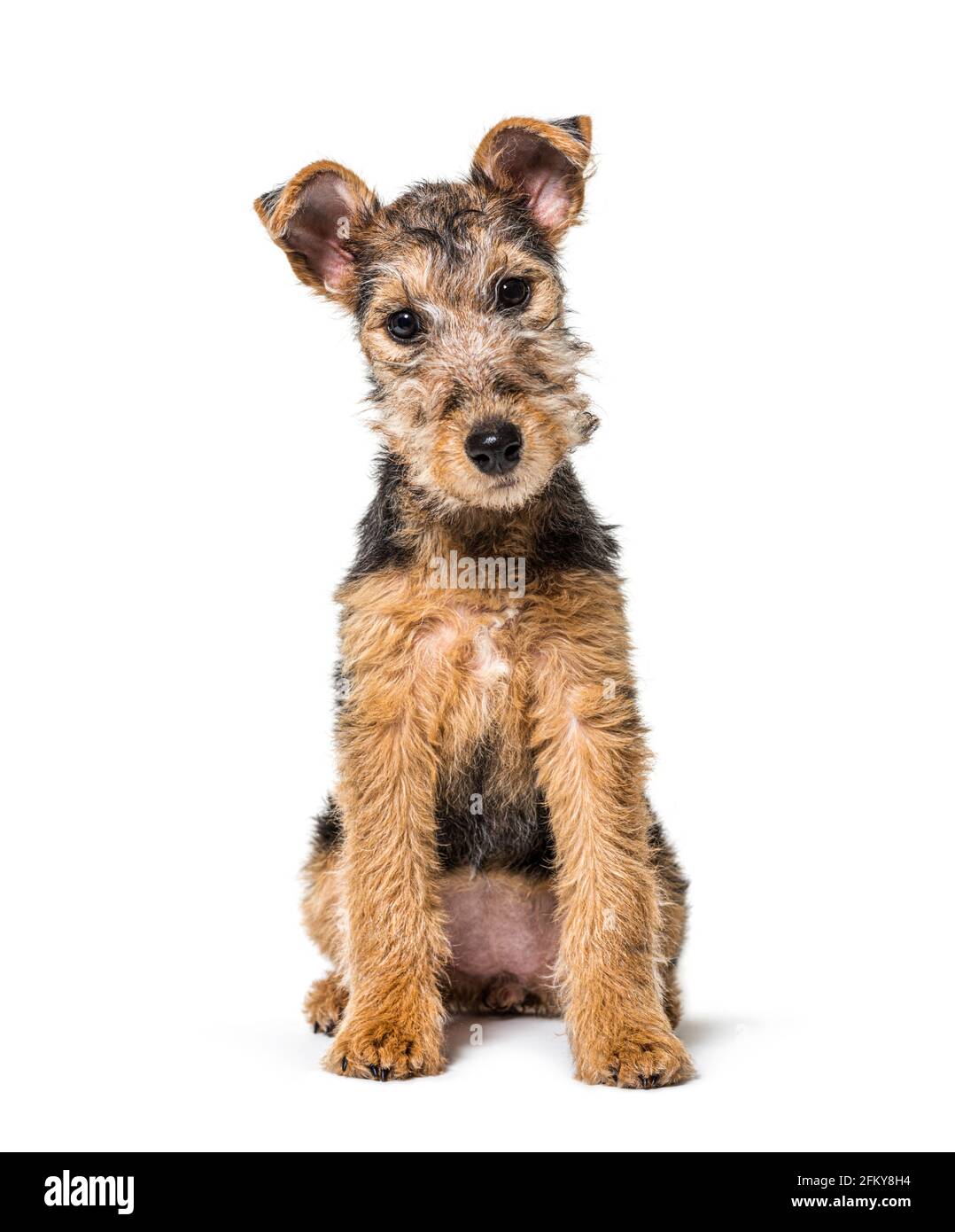 Young Grizzle and tan Lakeland Terrier dog sitting, three months old ...