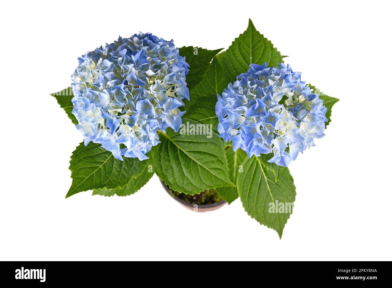 Top view of blue perennial flowering 'Hydrangea' plant isolated on ...