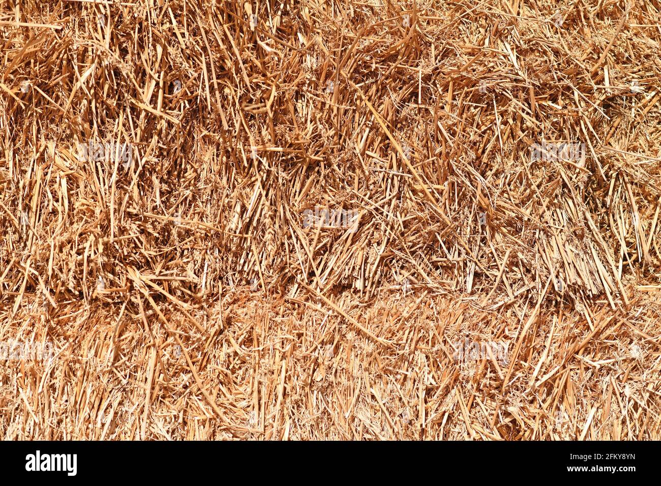Golden hay hi-res stock photography and images - Alamy