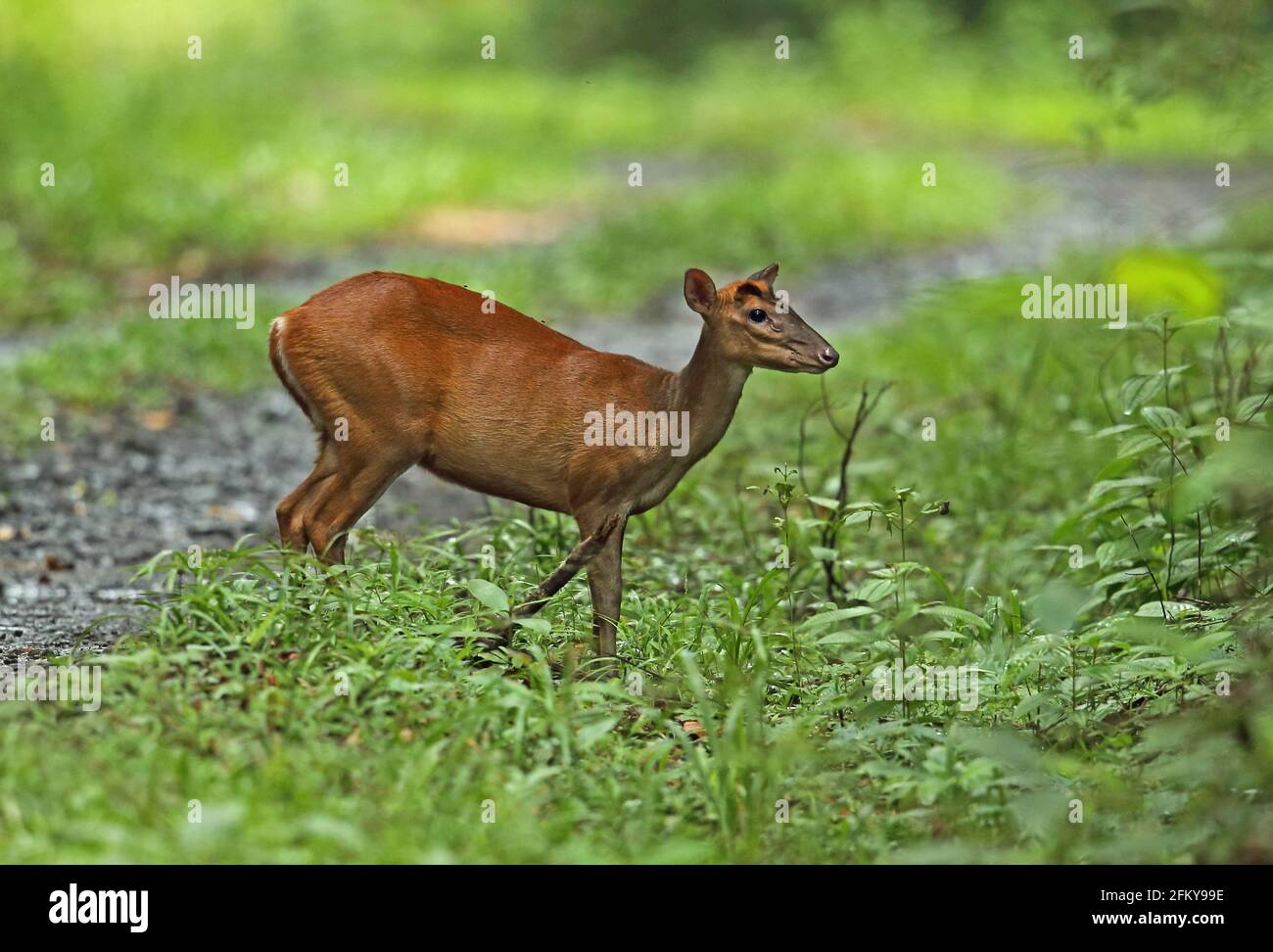 Red Muntjac (Muntiacus muntjak muntjak) adult female crossing track Way ...