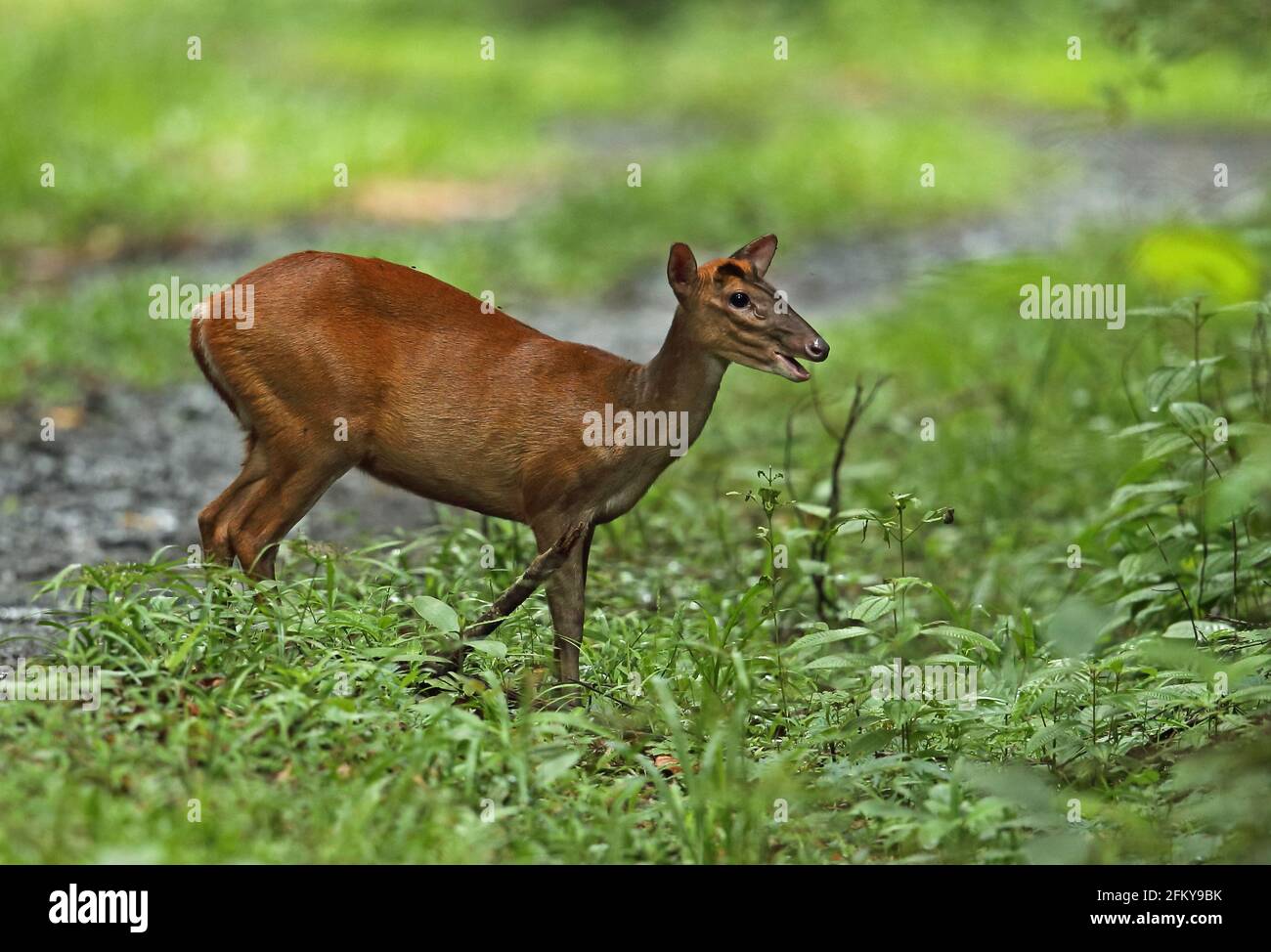 Red Muntjac (Muntiacus muntjak muntjak) adult female feeding by track ...
