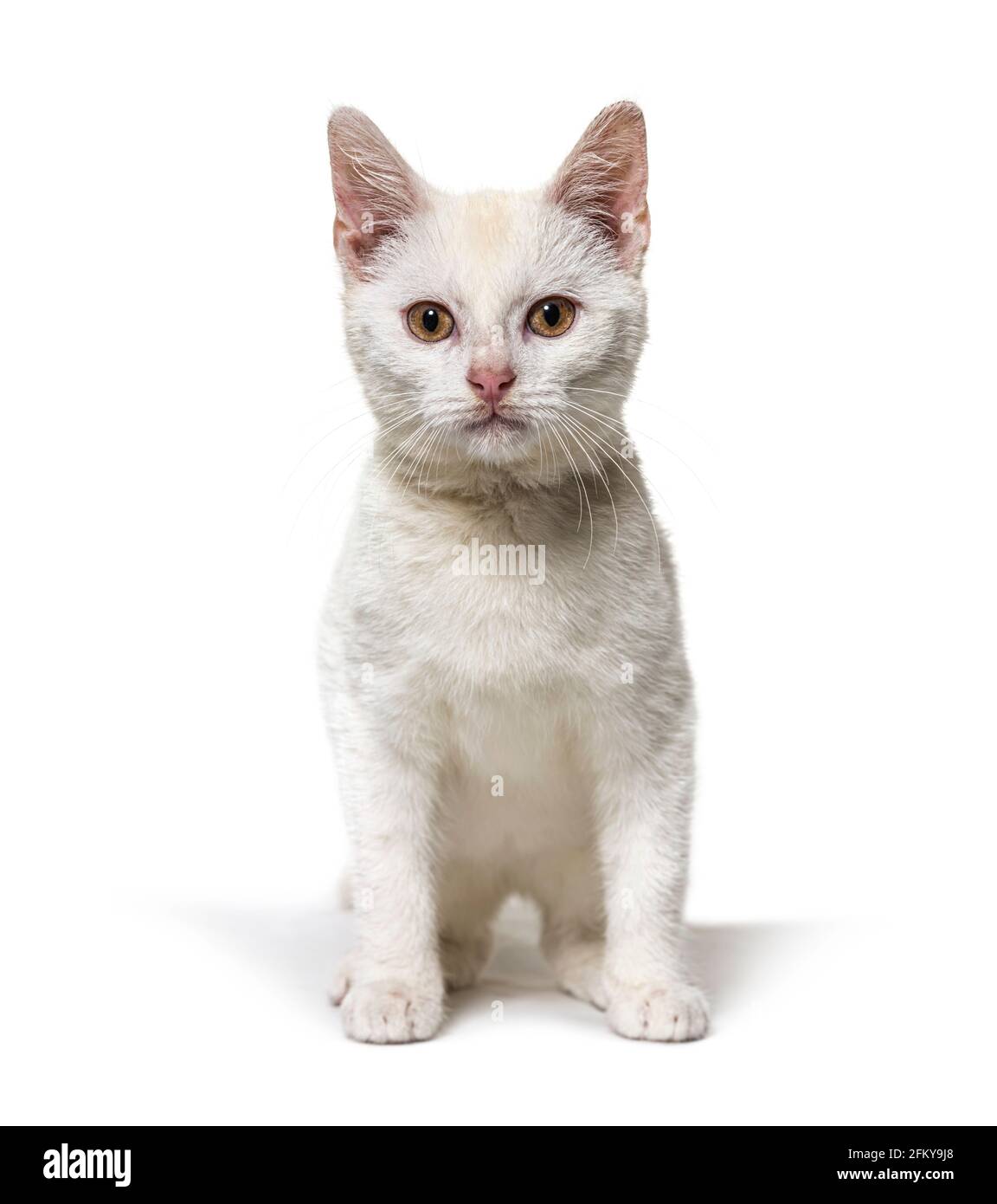 White young Crossbreed cat looking up isolated on white Stock Photo - Alamy