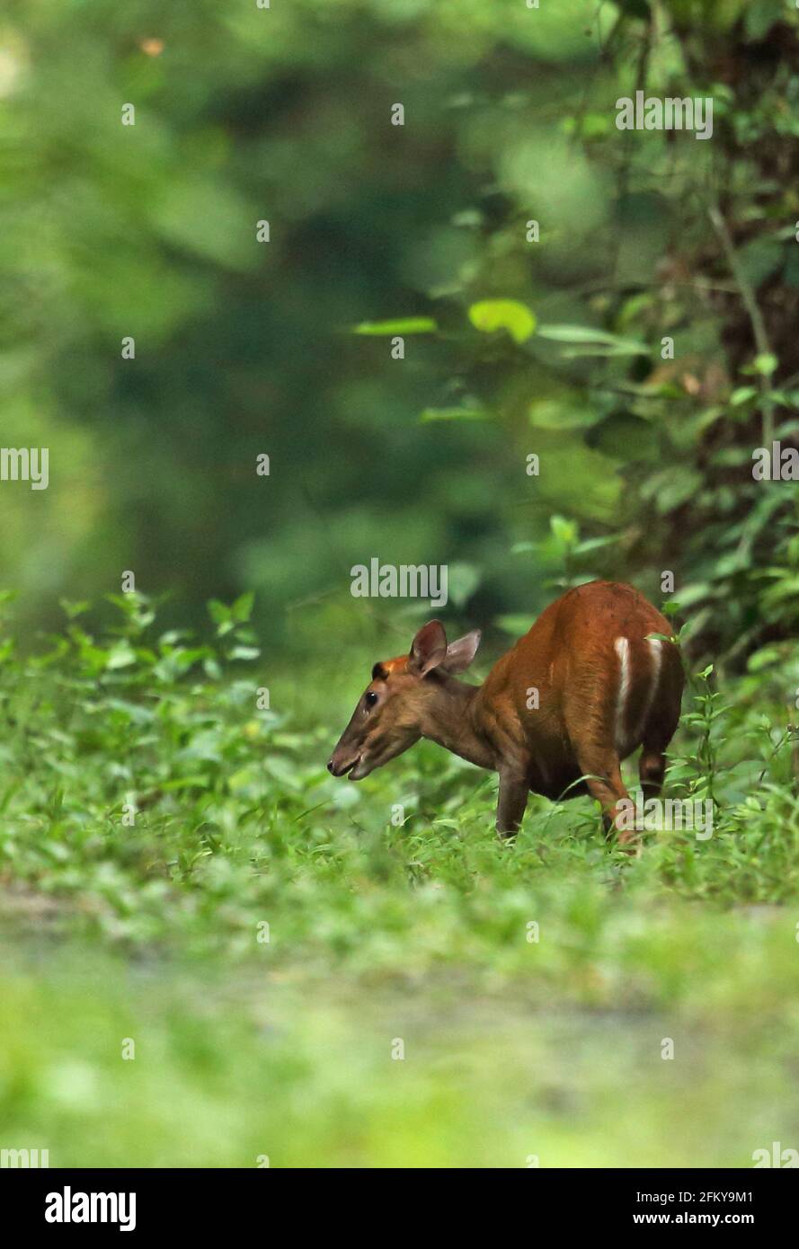 Sumatran Muntjac