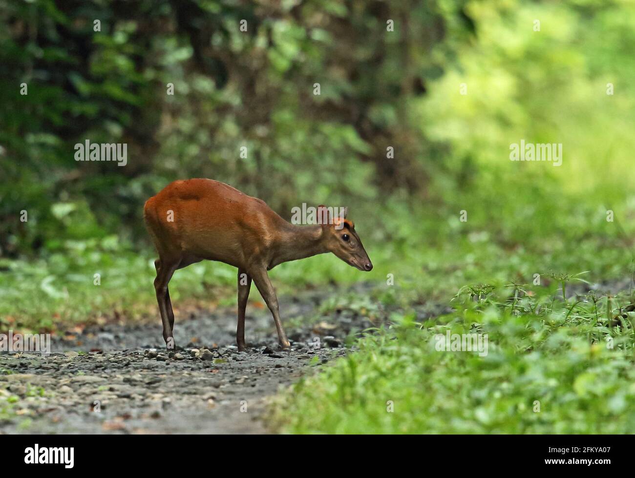 Red Muntjac (Muntiacus muntjak muntjak) adult female crossing track Way ...