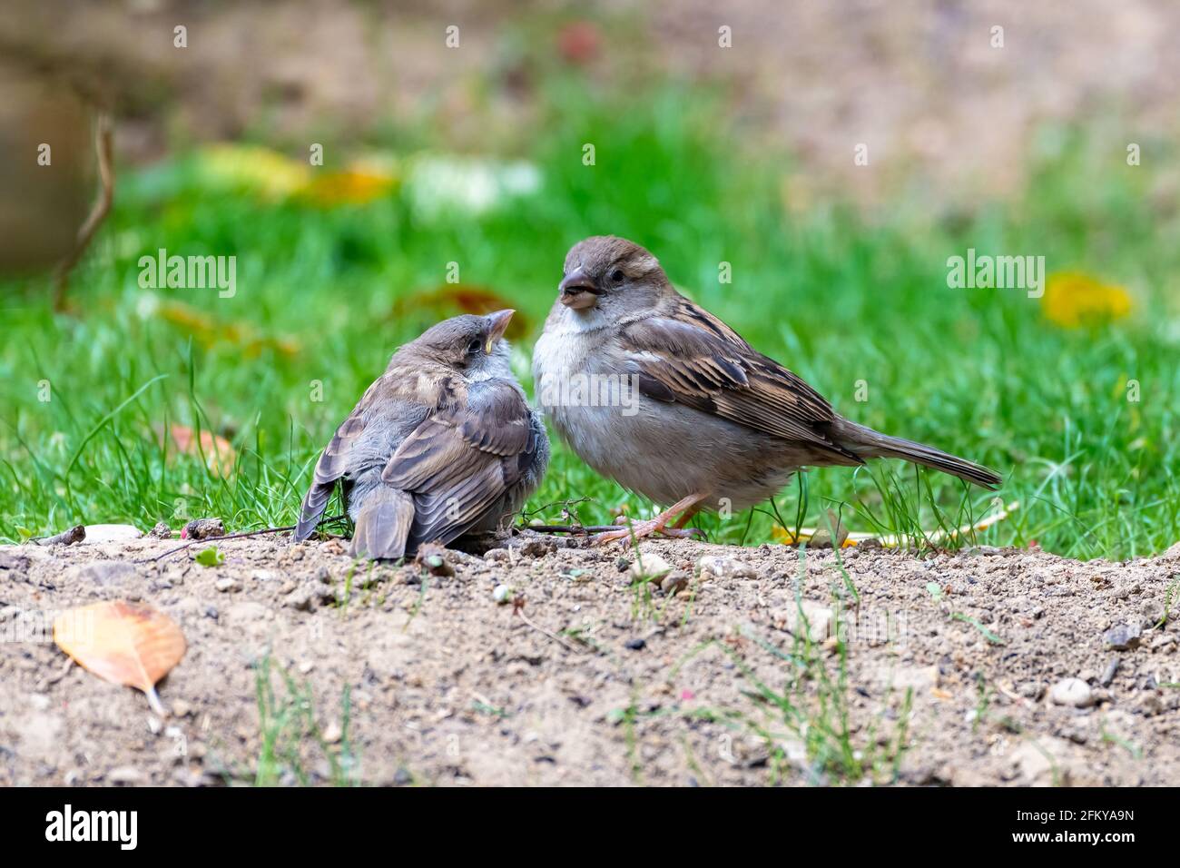 A baby sparrow waits for his mother to feed him Stock Photo - Alamy