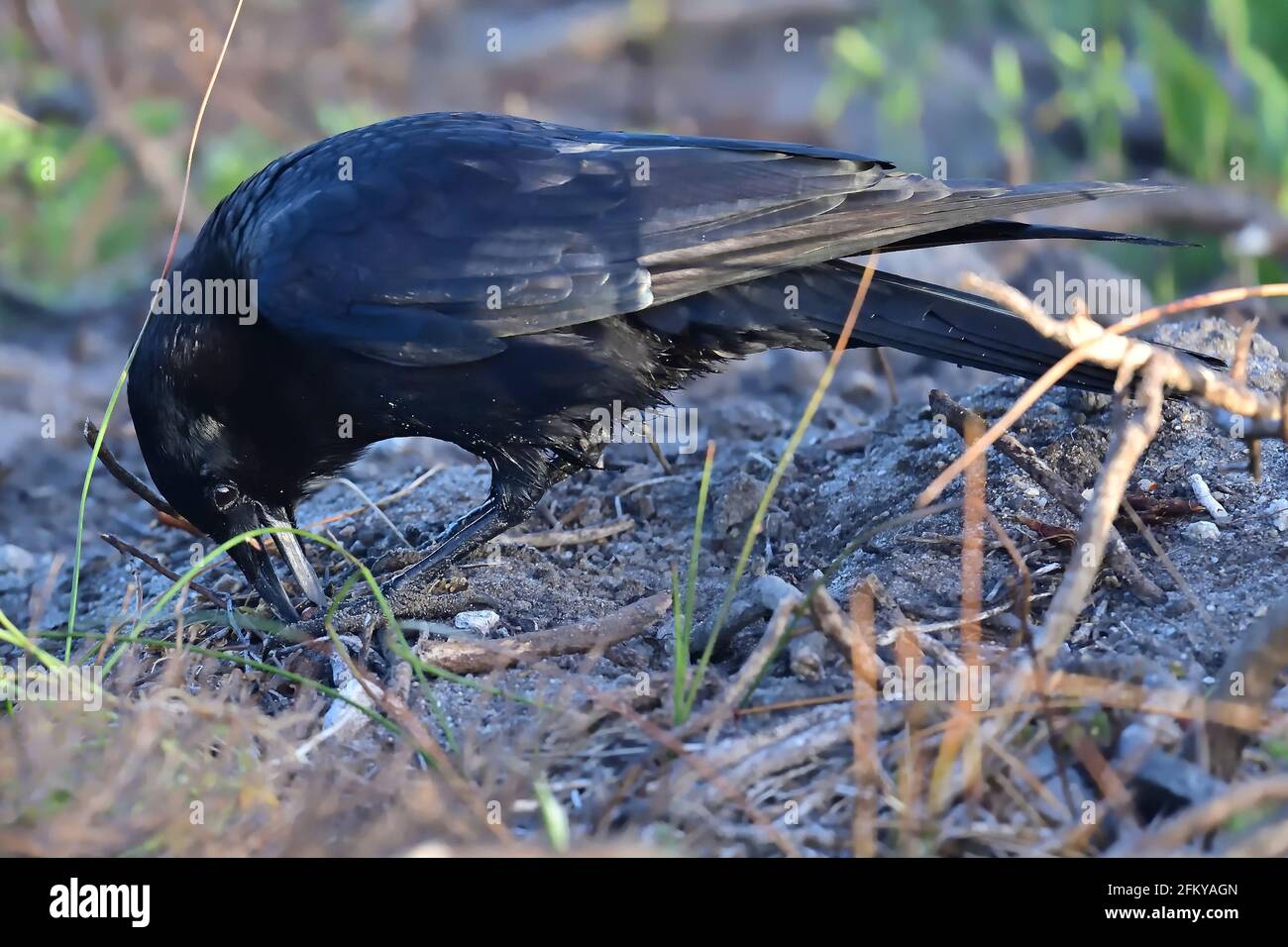 Monterey, California, USA. 4th May, 2021. Crow holds nut with claw to ...