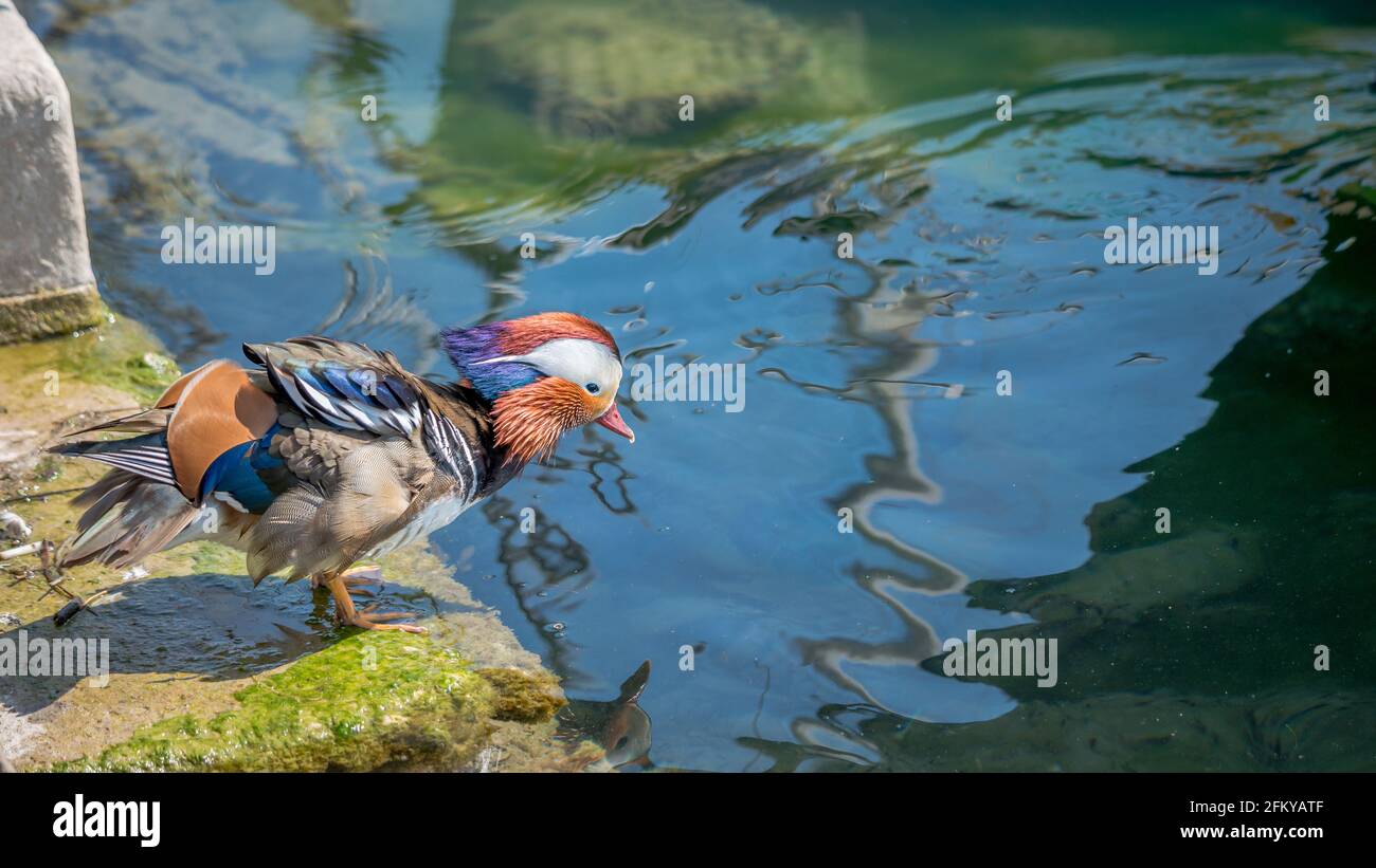 One adult male mandarin duck standing on rock beside lake Geneva ...