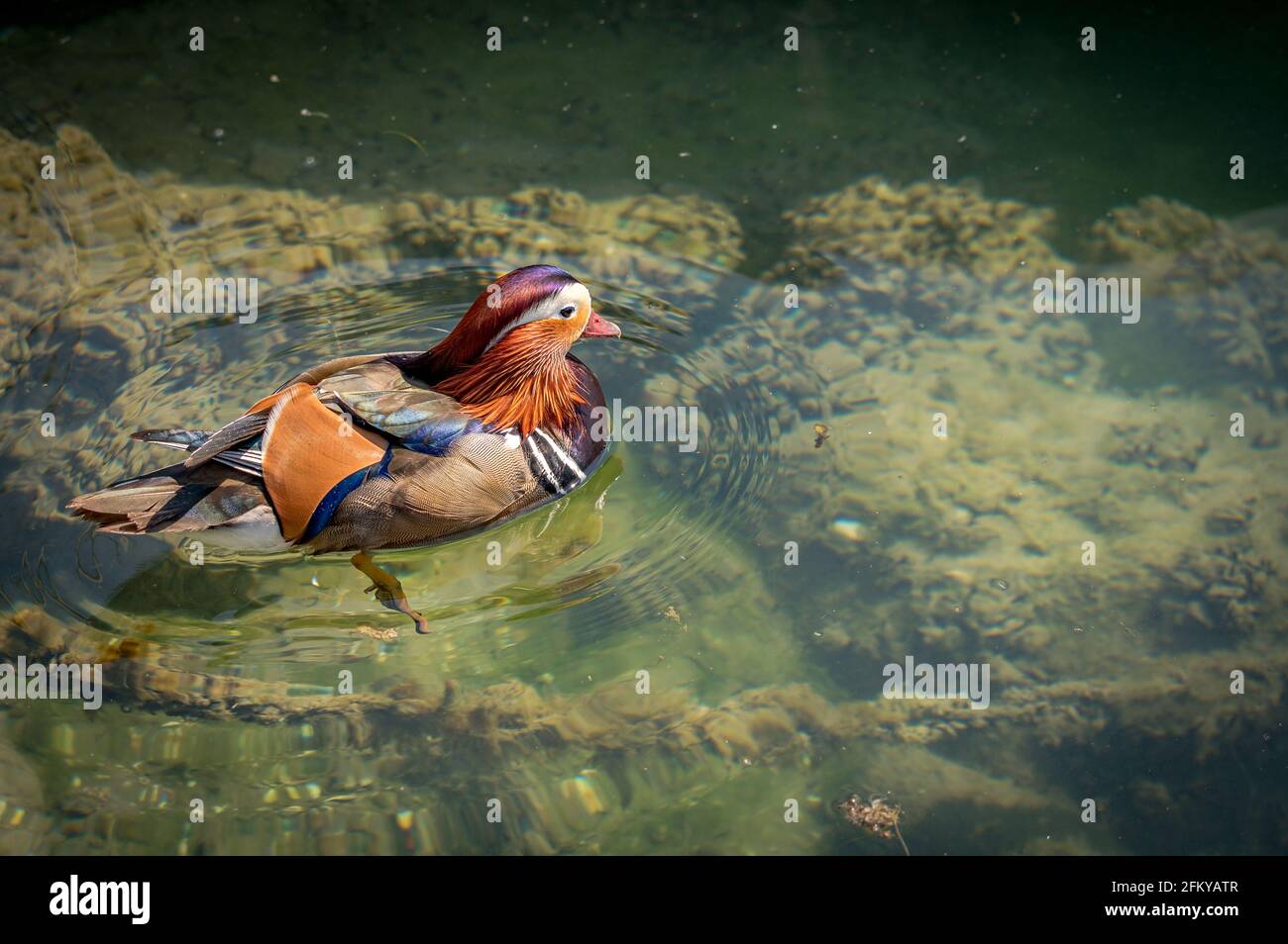 One adult male mandarin duck swimming in lake Geneva, Switzerland. Aix ...