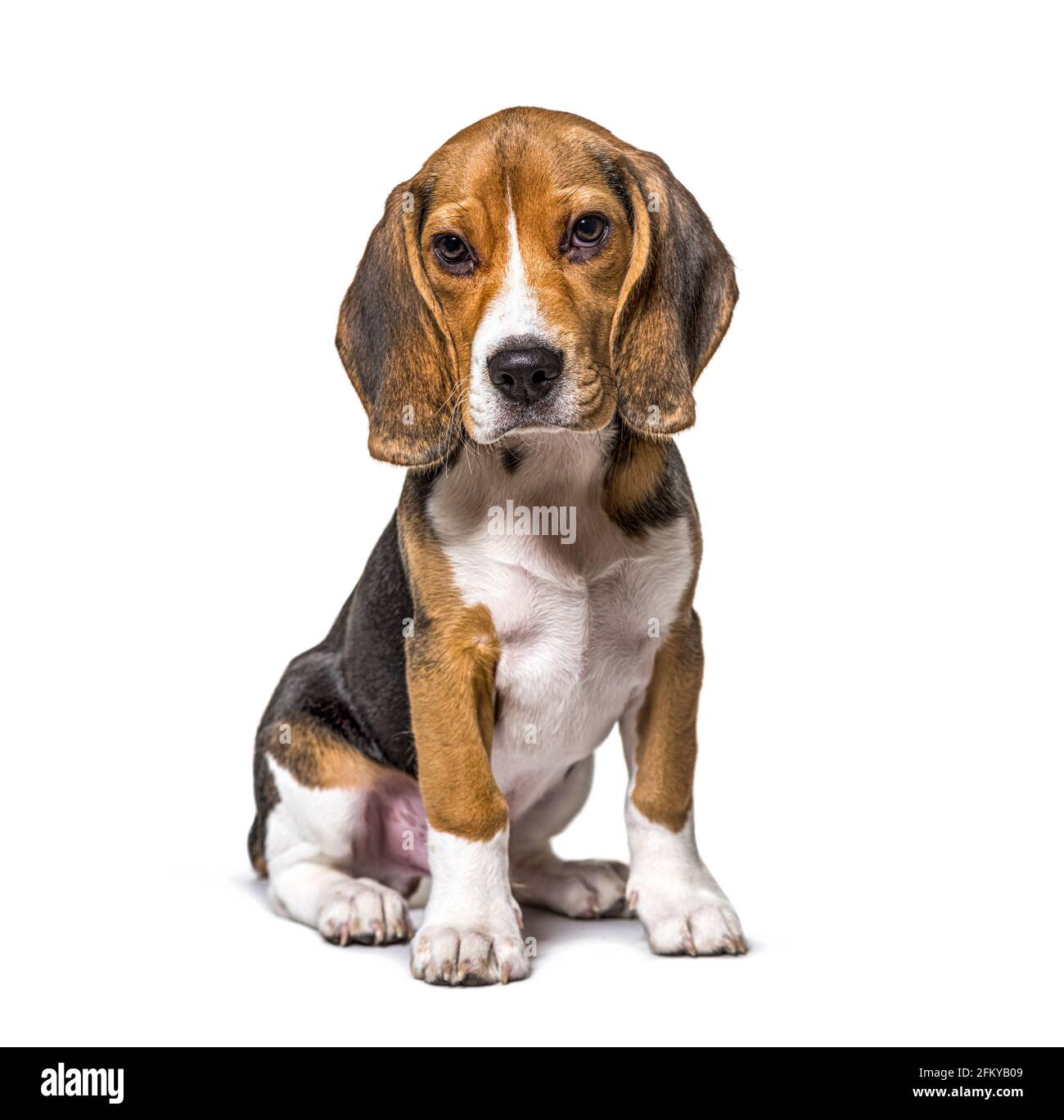 Young puppy three months old Beagles dog sitting, isolated Stock Photo ...