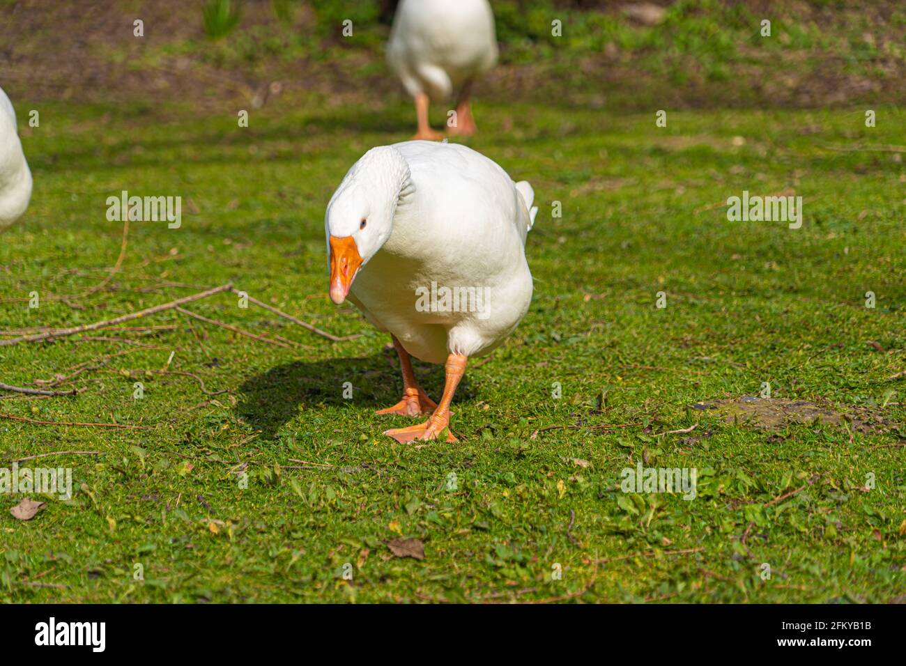 Close up low level view of Embden Emden Geese flock running towards ...
