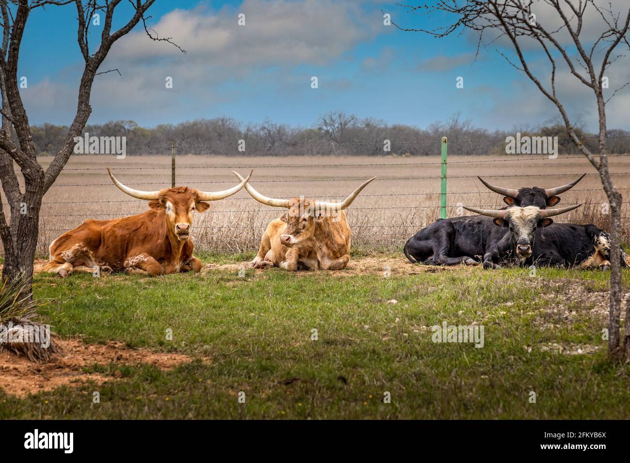 Cow in texas grassland hi-res stock photography and images - Alamy