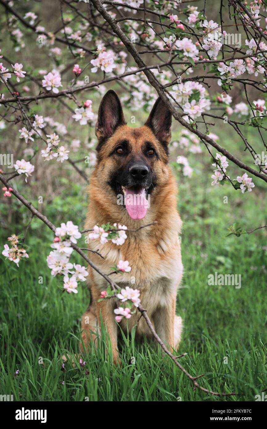 Red And Black German Shepherd Dog