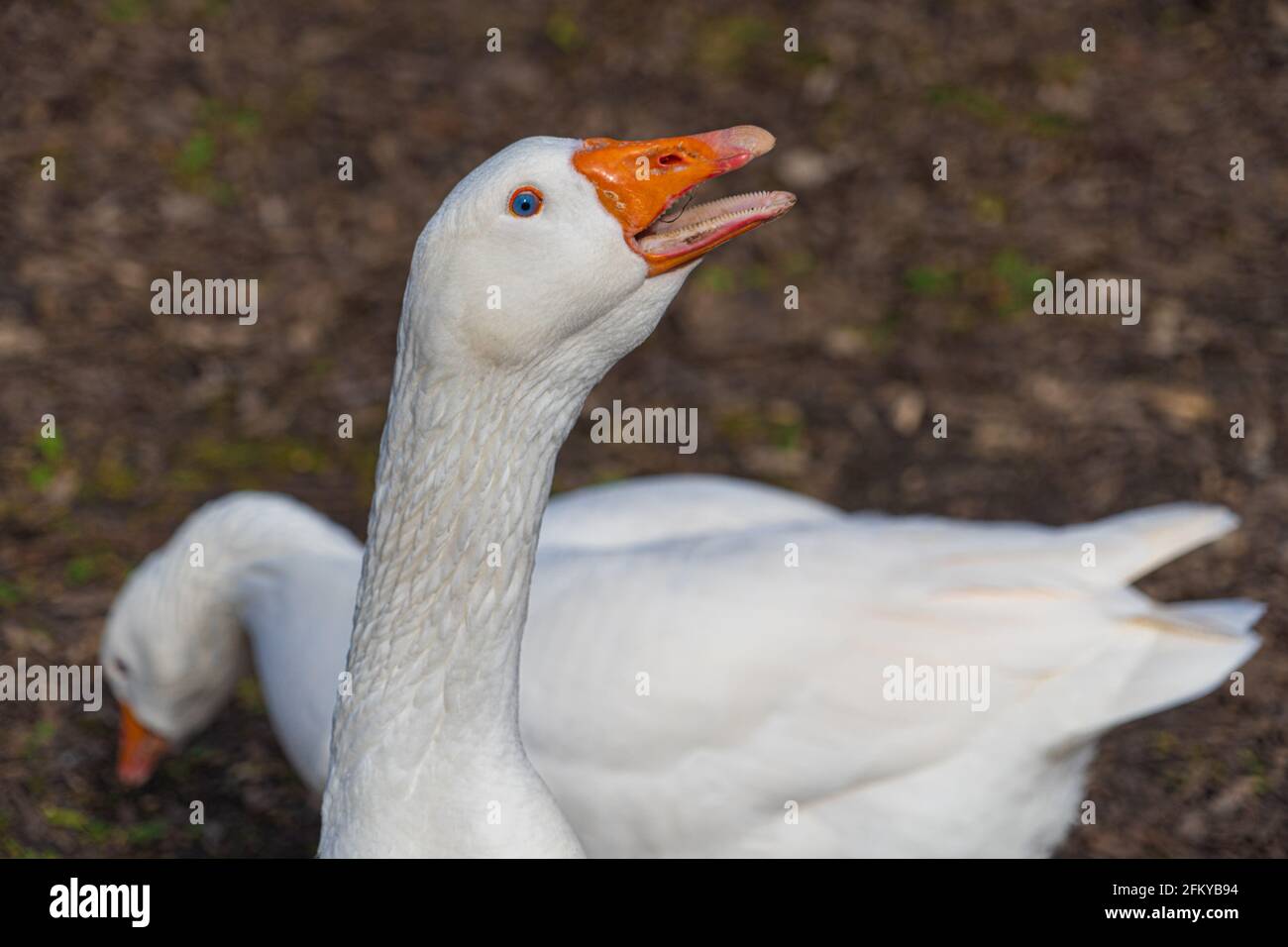 Close up low level view of Embden Emden Geese. Single portrait shot of ...