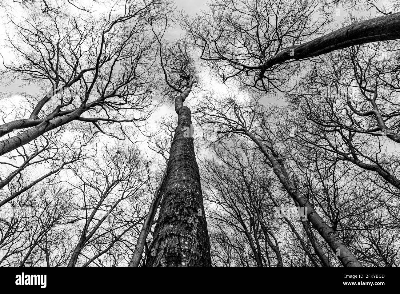 Up Tree view of beech tree against blue sky for natural layer nature ...