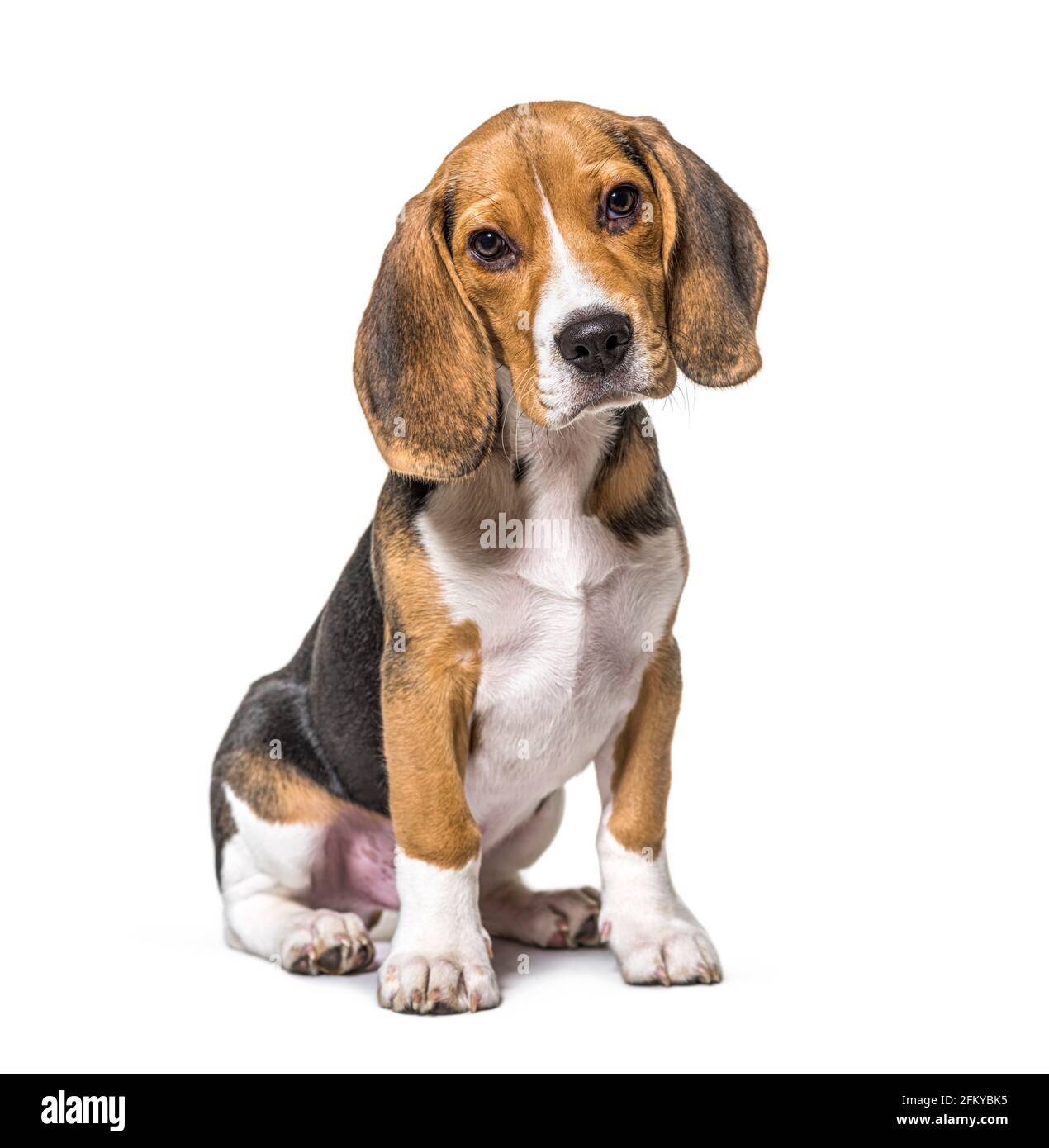 Young puppy three months old Beagles dog sitting, isolated Stock Photo ...