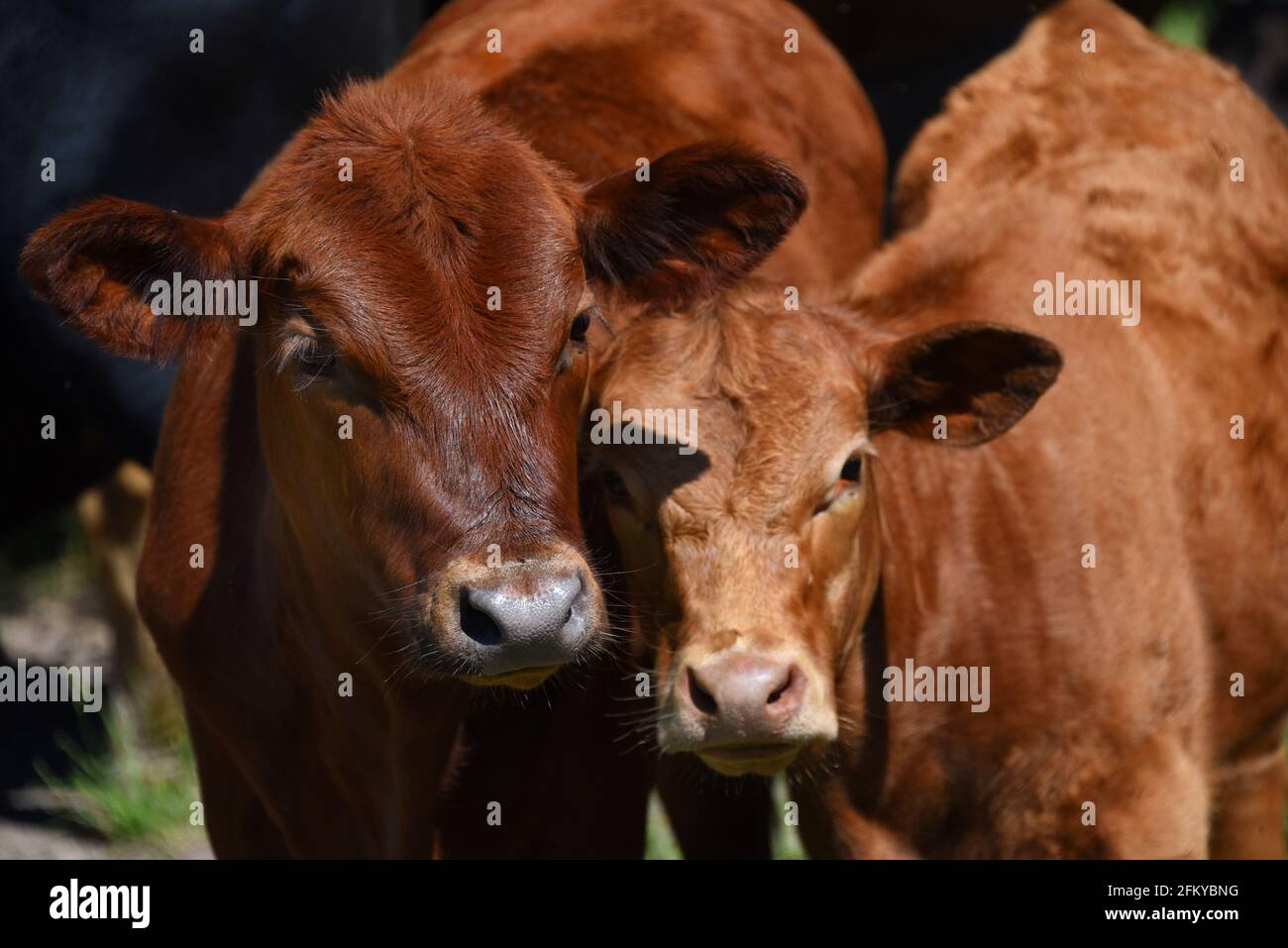 Heads and faces of calves hi-res stock photography and images - Alamy