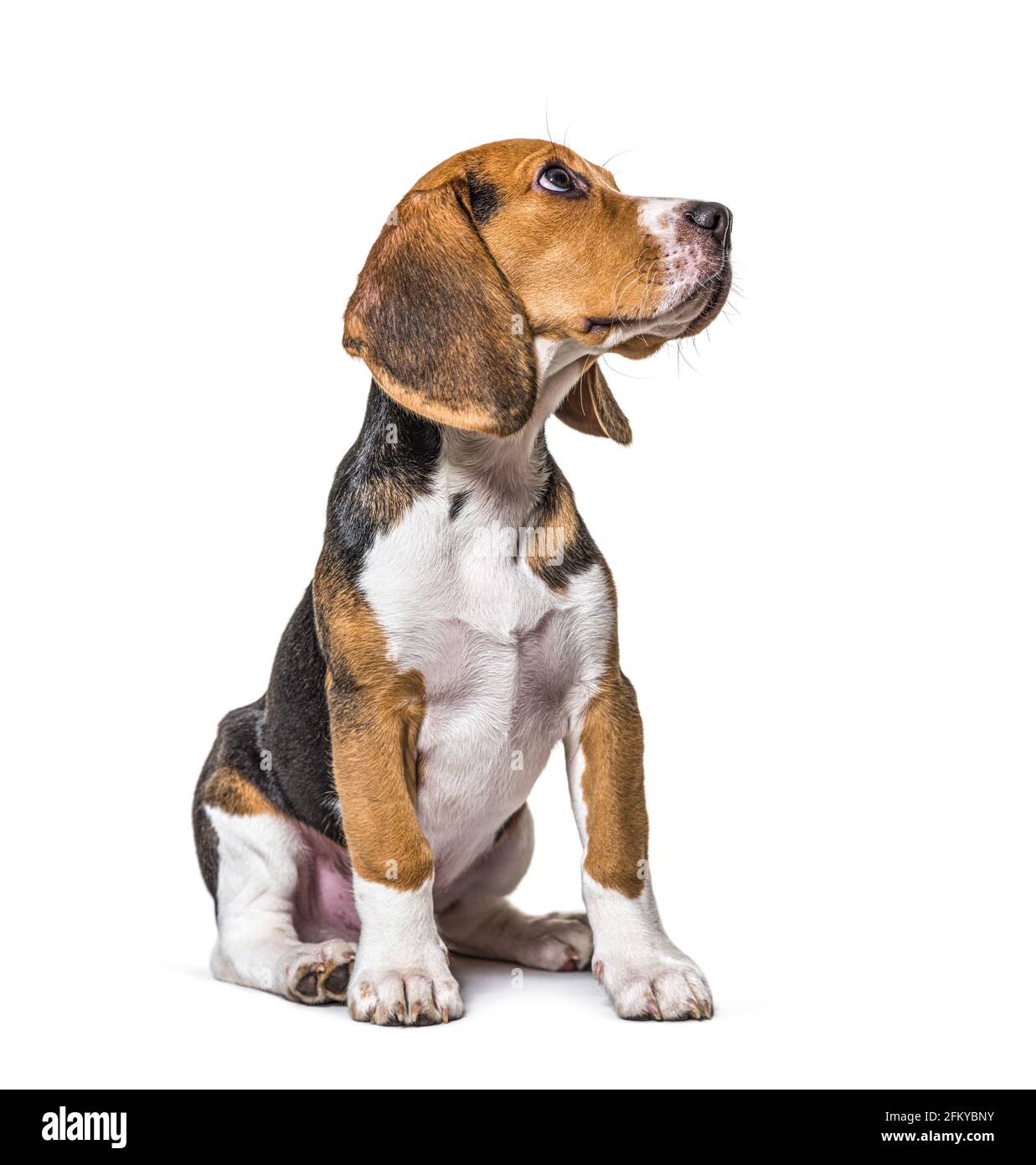 Young puppy three months old Beagles dog sitting and looking up ...