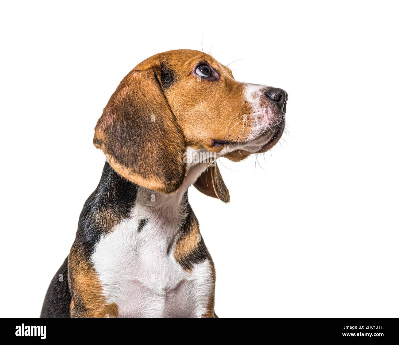 Head shot profile of a Young puppy Beagles dog, isolated Stock Photo ...