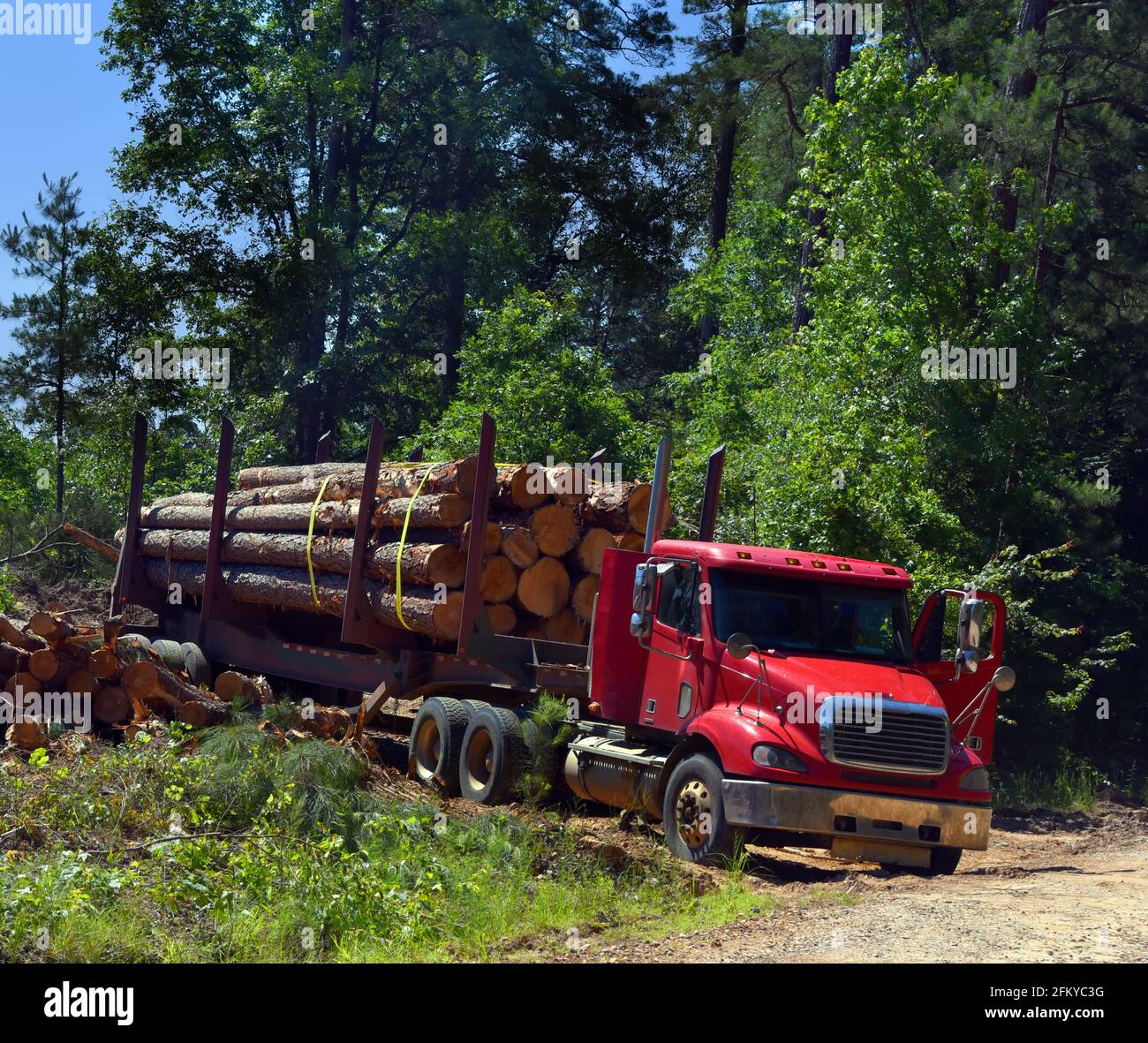 Red log truck has a load of cut timber. Truck driver paused before ...
