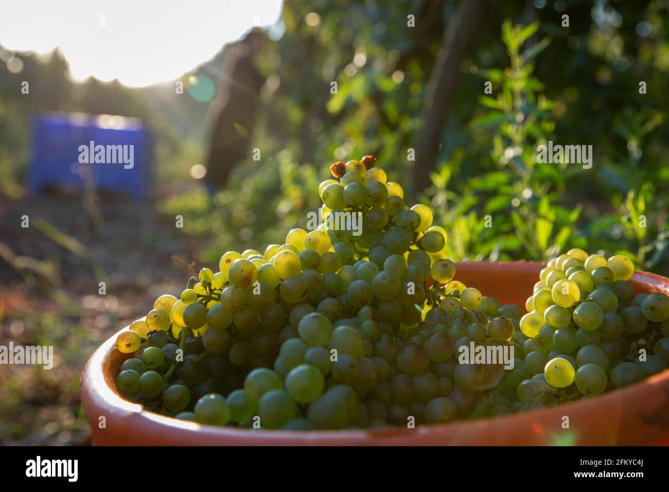 Picking Green Wine Grapes During Harvest. Grapes In The Vineyard Stock ...